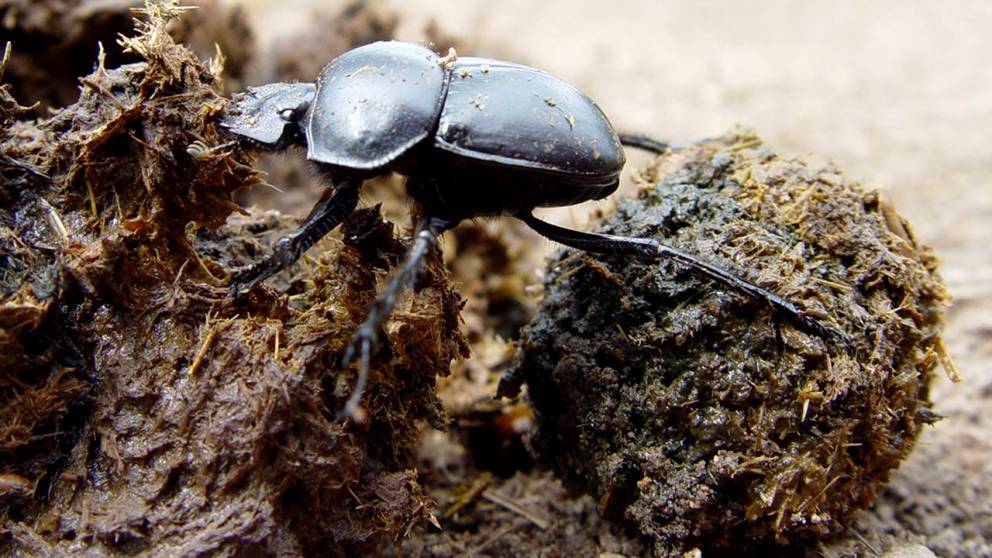 Prisad svensk forskning om dyngbaggar | SVT Nyheter