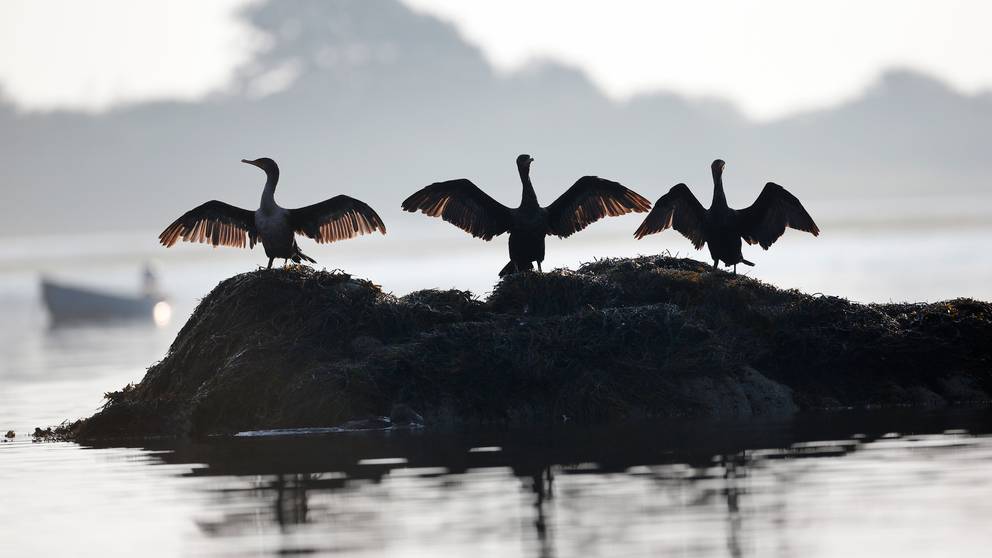 Skarvar hotar sportfisket i Älvkarleby | SVT Nyheter