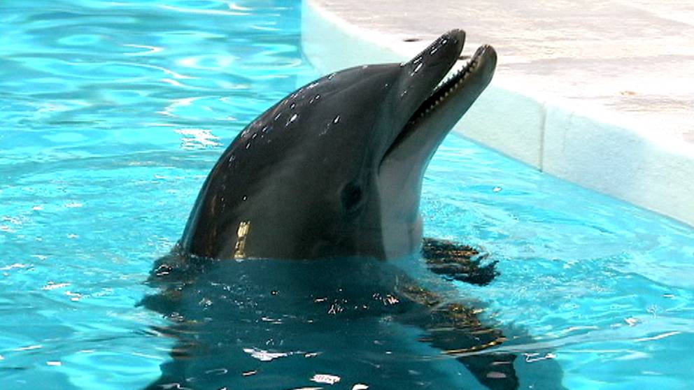 Delfiner – inte lika smarta som vi tror | SVT Nyheter