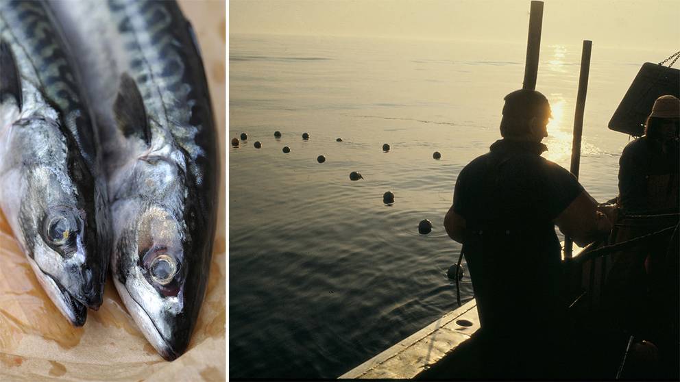 Mängder av makrill på västkusten | SVT Nyheter