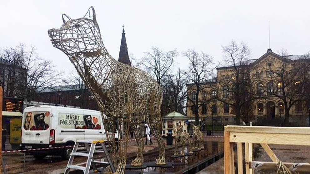 Lysande vargar i Karlstad centrum | SVT Nyheter