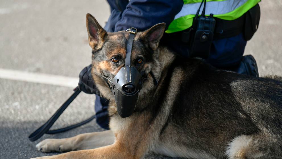 Polis sköt sin egen hund | SVT Nyheter