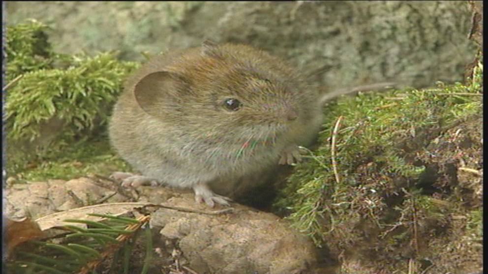 Mycket sork i höst | SVT Nyheter