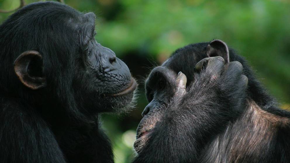 Schimpanser och bonobo-apor behöver ingen tolk | SVT Nyheter