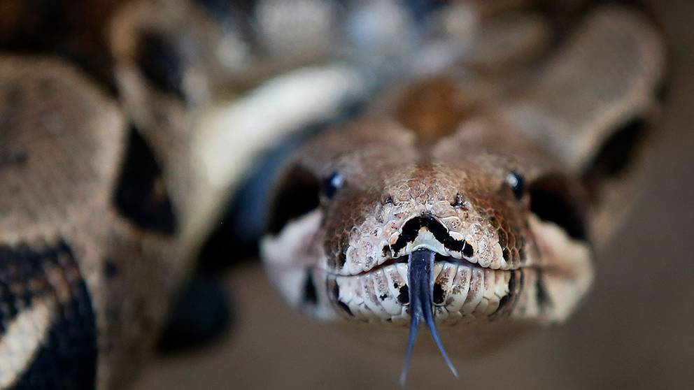 Boaorm hittades på parkering i Linköping | SVT Nyheter