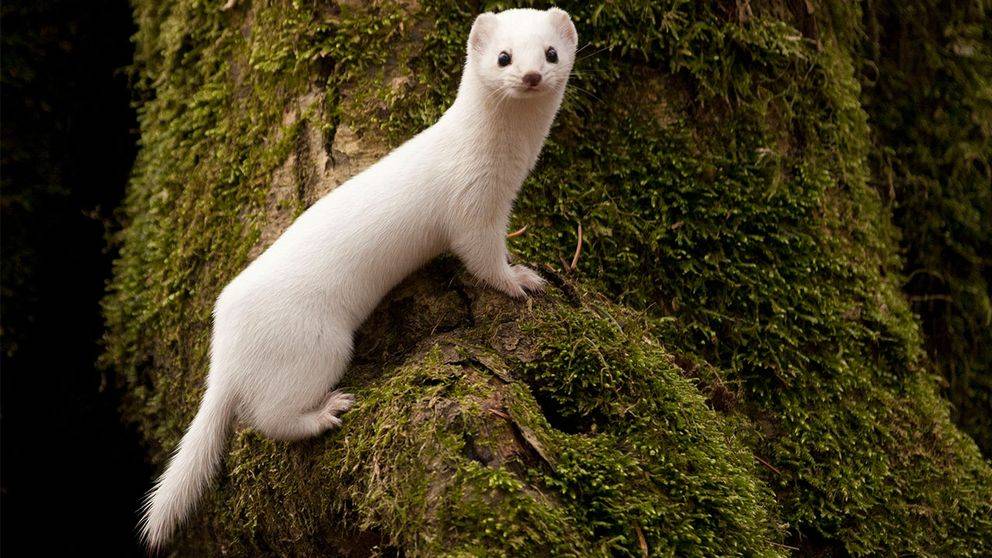 Vitpälsade vesslor kan dö ut till följd av klimatförändringarna | SVT ...