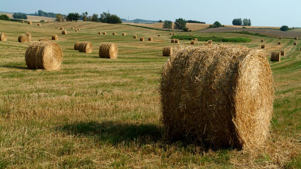Sänkt hamntaxa för hö och halm | SVT Nyheter