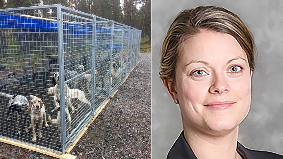 Jägare höll hundar i för små burar – stoppas av Länsstyrelsen | SVT Nyheter