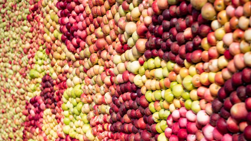 Här avtäcks årets äppeltavla i Kivik | SVT Nyheter