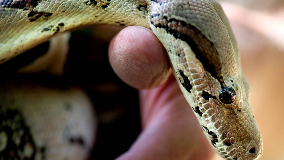 Boaormar hittade i skog i Västsverige | SVT Nyheter