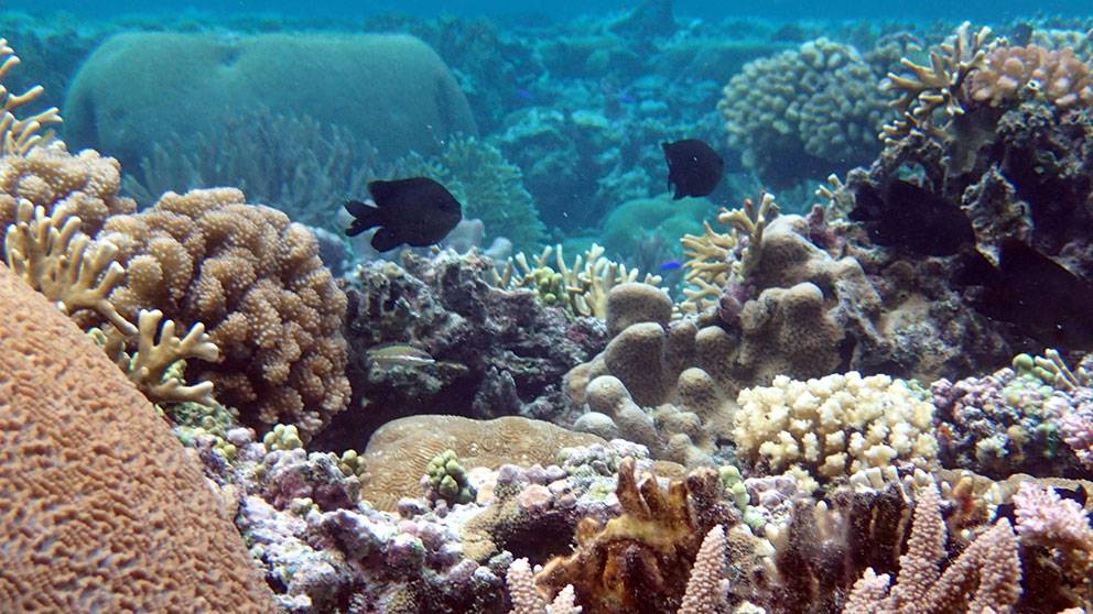 Korallreven kan överleva värmen | SVT Nyheter