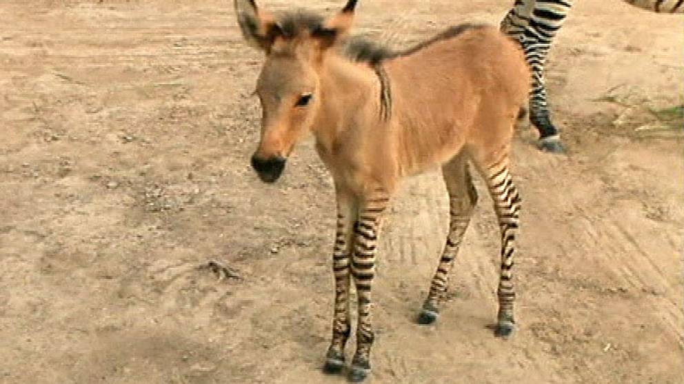Zebra + åsna = Khumba | SVT Nyheter