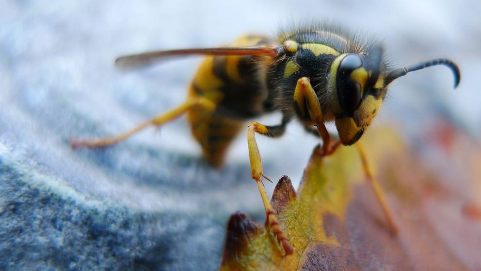 Så blir du av med getingarna på en minut | SVT Nyheter