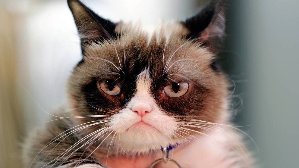 Internetlegendaren Grumpy cat är död | SVT Nyheter