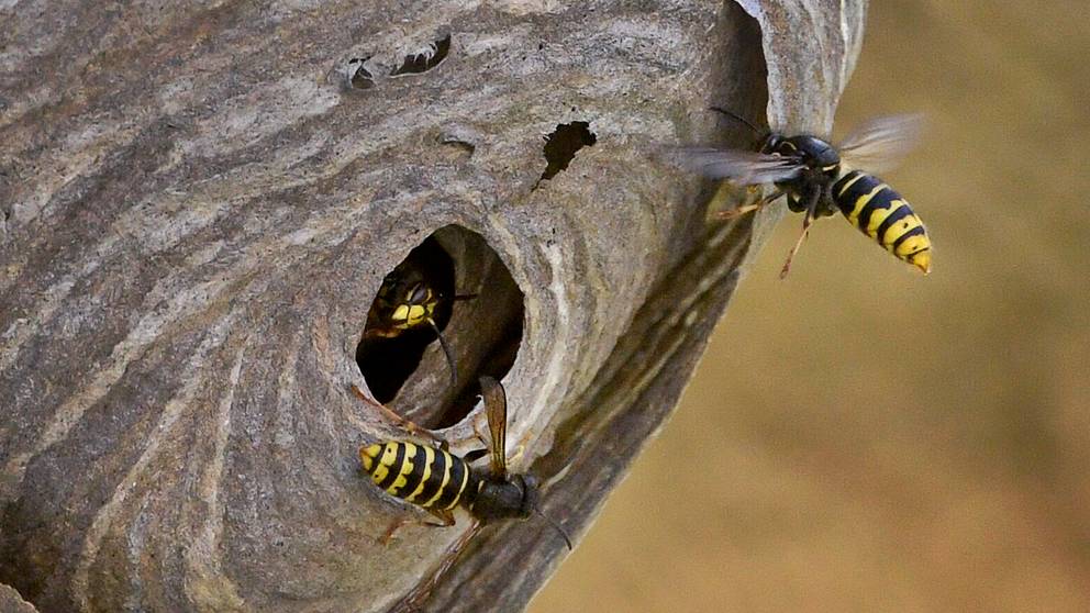 Nu bygger getingarna bo – så gör du för att slippa dem | SVT Nyheter