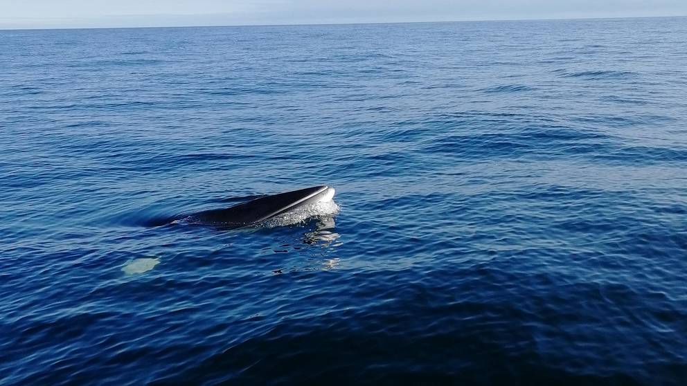 Se det mäktiga mötet med vikvalen | SVT Nyheter