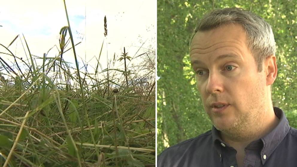 Höga halter gräspollen i Skåne – jobbig sommar för allergiker | SVT Nyheter