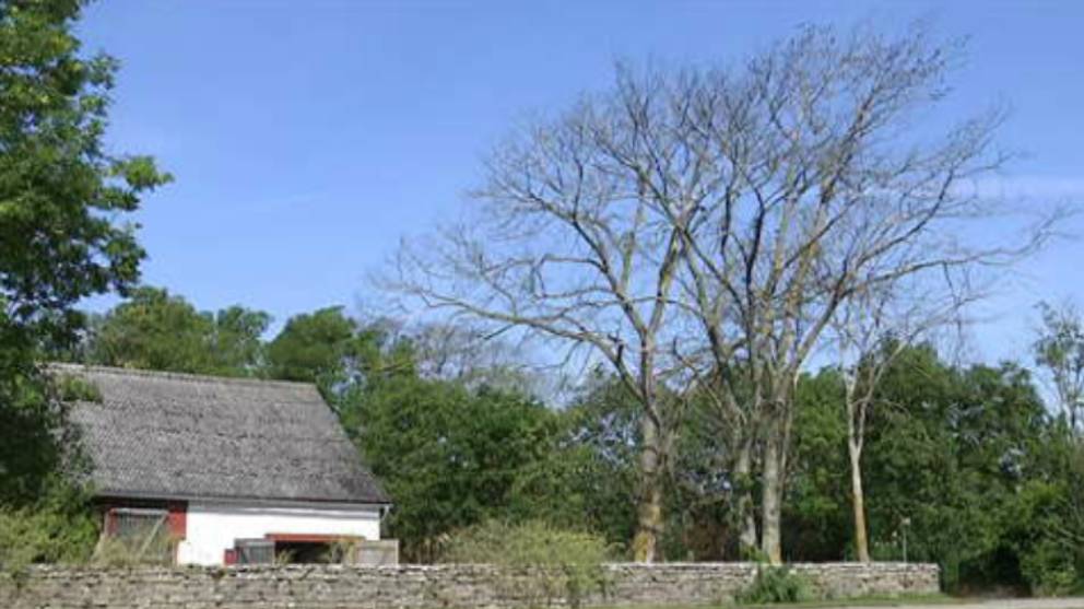 Det här är almsjuka | SVT Nyheter