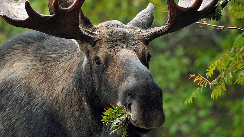 Hungriga älgar äter upp tallarna | SVT Nyheter