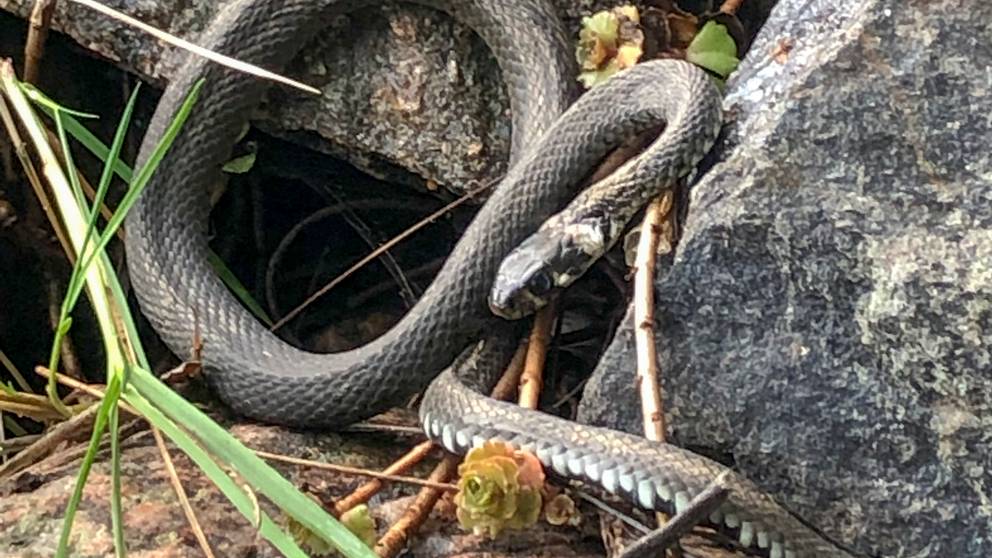 Man gick med stor orm runt halsen i Gränbystaden | SVT Nyheter