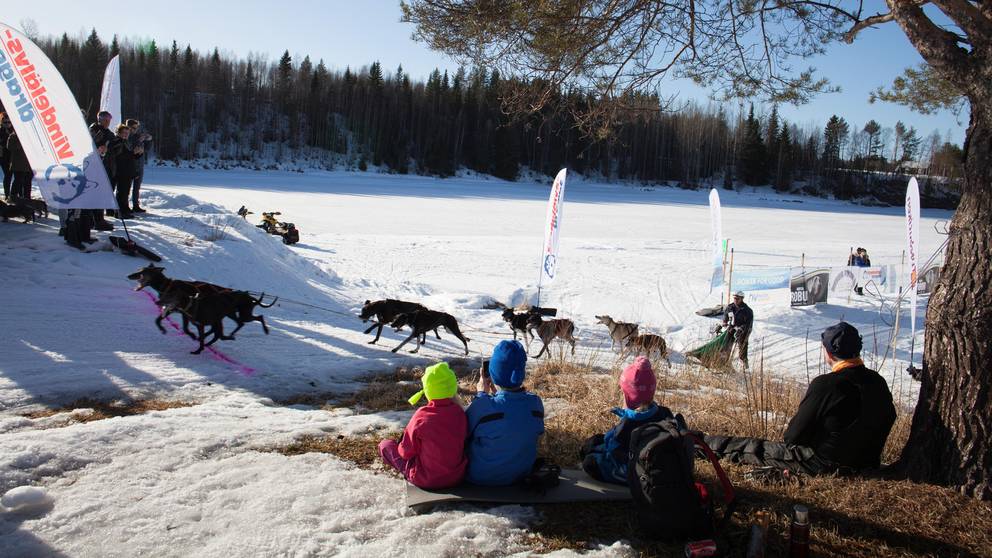 Norsk hundsläde först i mål | SVT Nyheter