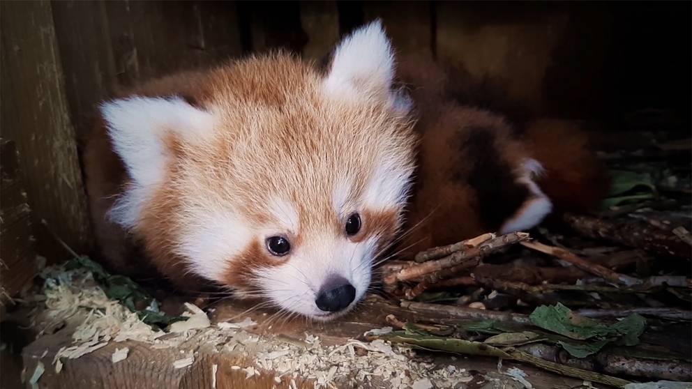 Pandaungar har fötts på Nordens Ark | SVT Nyheter