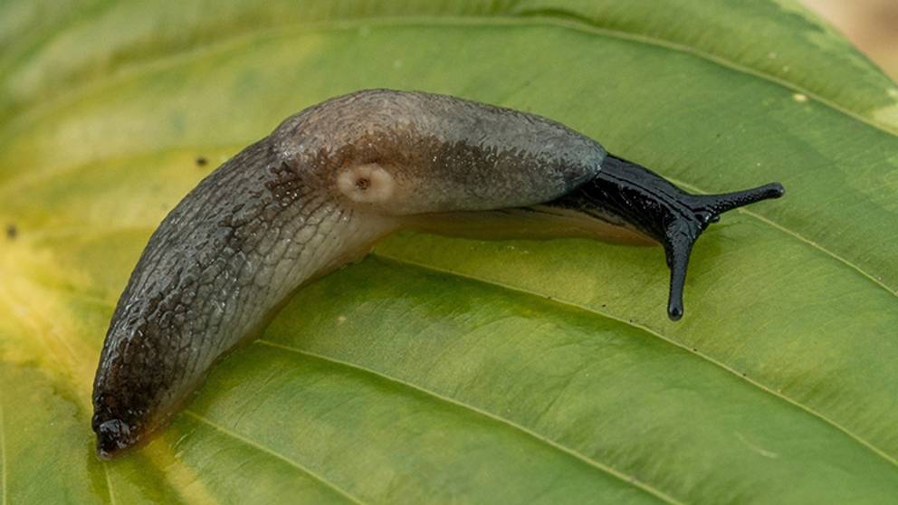 Ny invasiv snigel har spridit sig snabbt | SVT Nyheter