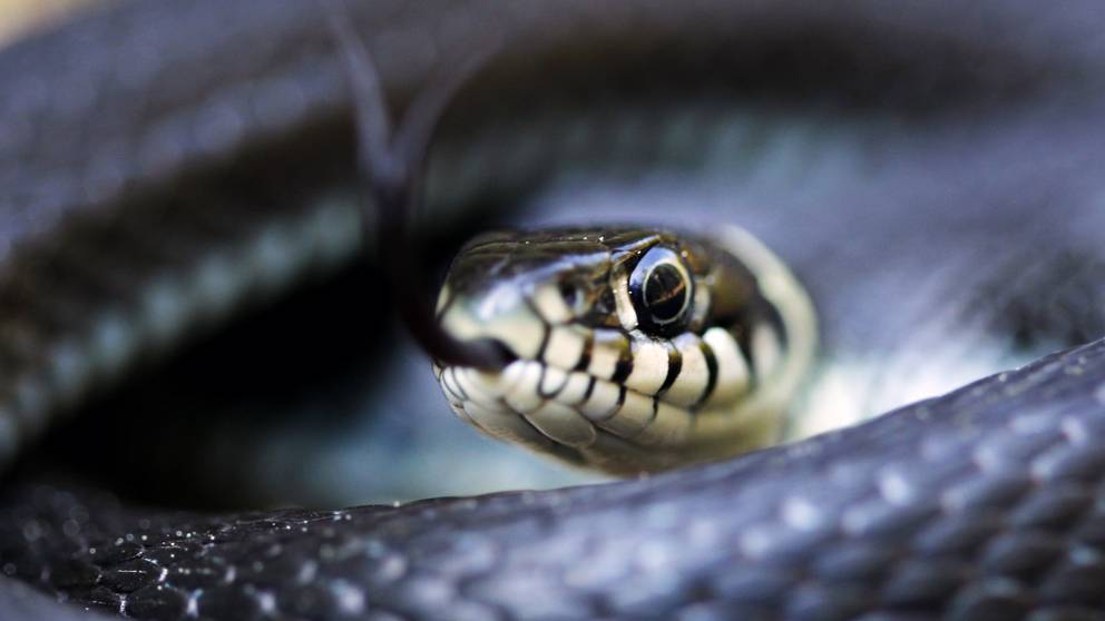 Snoken saknar dyngan | SVT Nyheter