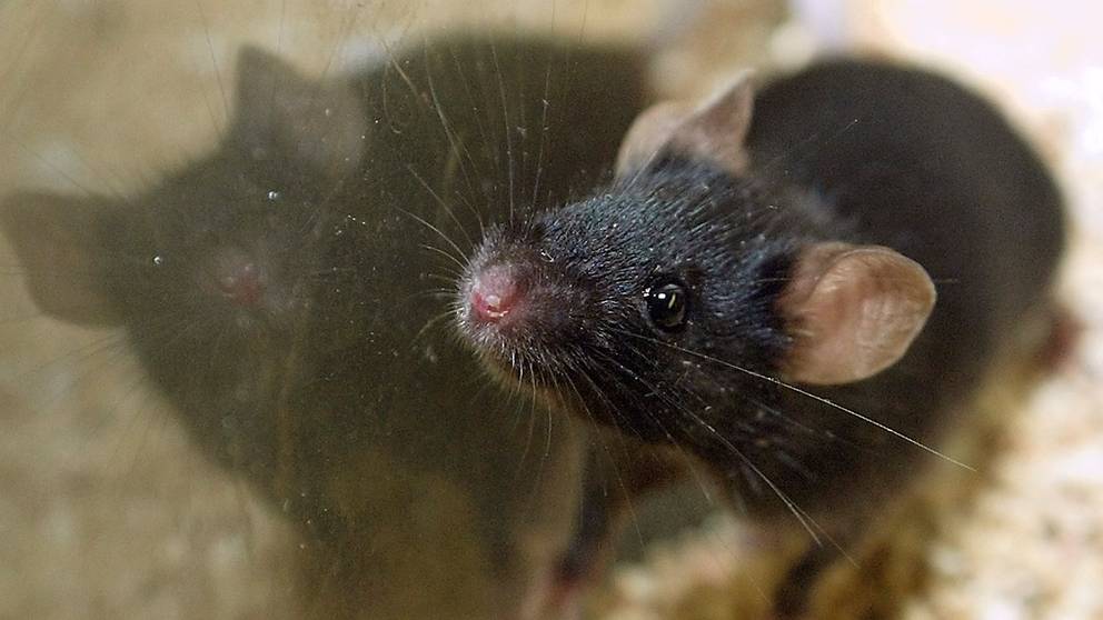 Bajs från möss hittat på bageri | SVT Nyheter