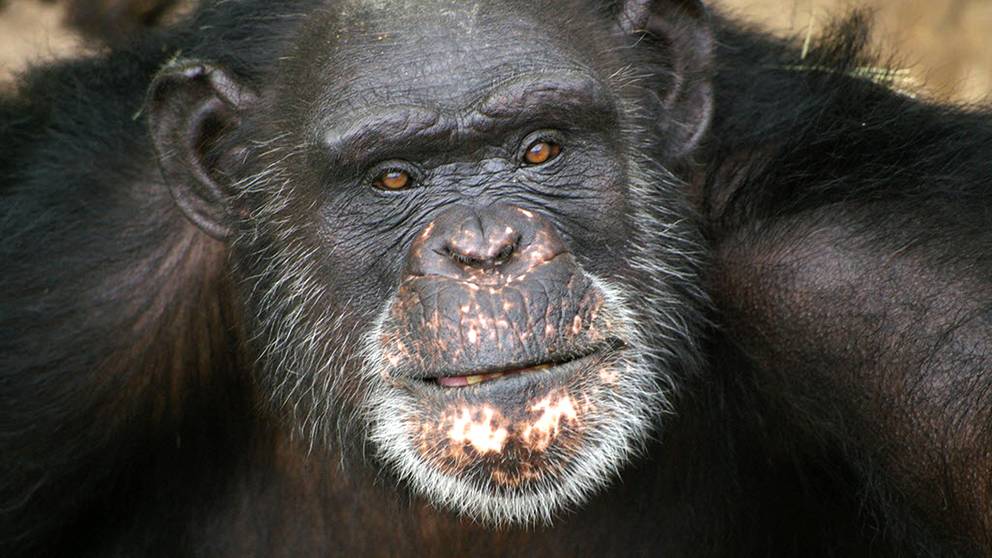 Forskare: Schimpanser fulla på palmsaft | SVT Nyheter
