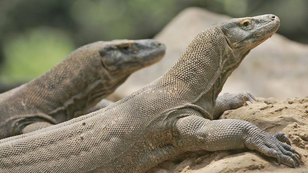 Försökte sälja varaner | SVT Nyheter