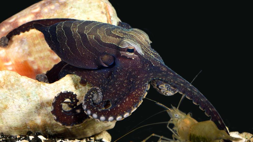 Romantisk bläckfisk förvånar | SVT Nyheter