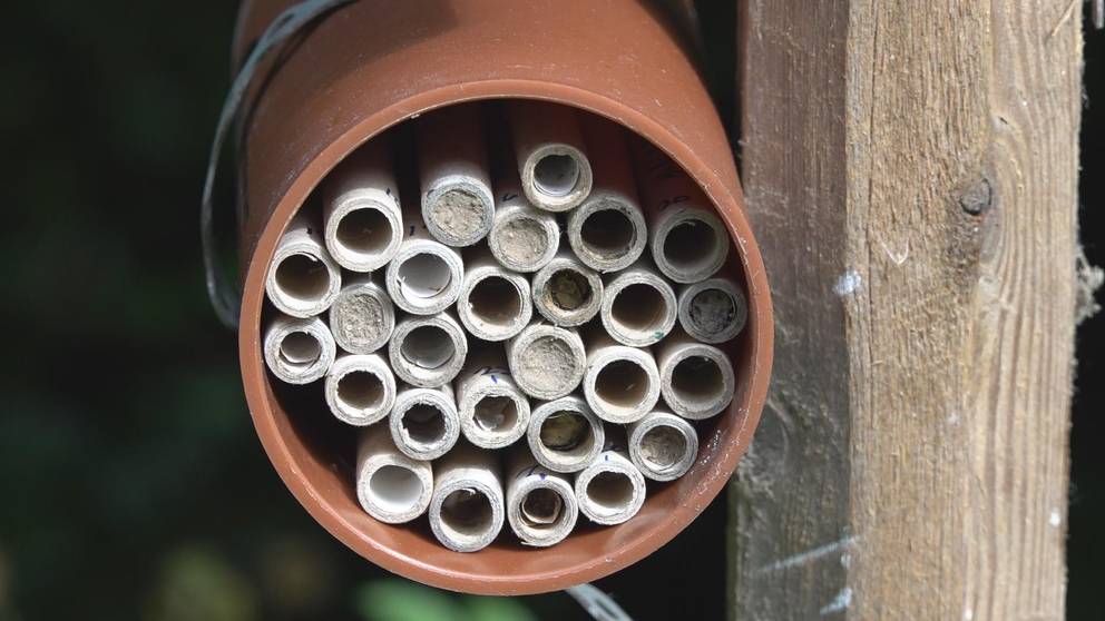Inte bara blommor – bin gillar träd också | SVT Nyheter