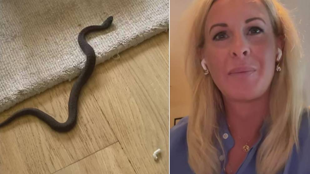 Emma i Kungsängen hittade huggorm under kaffebryggaren | SVT Nyheter