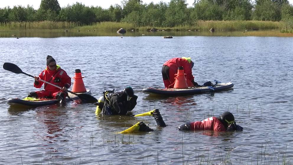 Sjö på idyllisk ö i Bottenviken full av vattenpest – nu ska invasiva ...