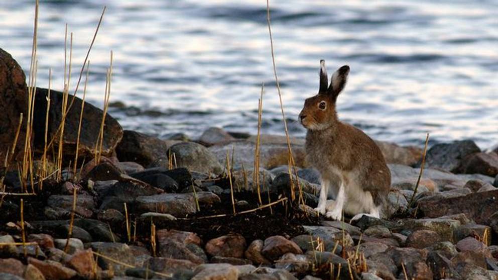 Ovanligt många sjuka i harpest | SVT Nyheter