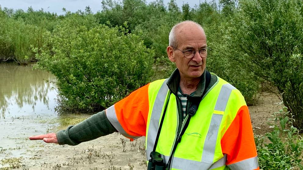 Fåglar återvänder till Pepparholm efter röjning | SVT Nyheter