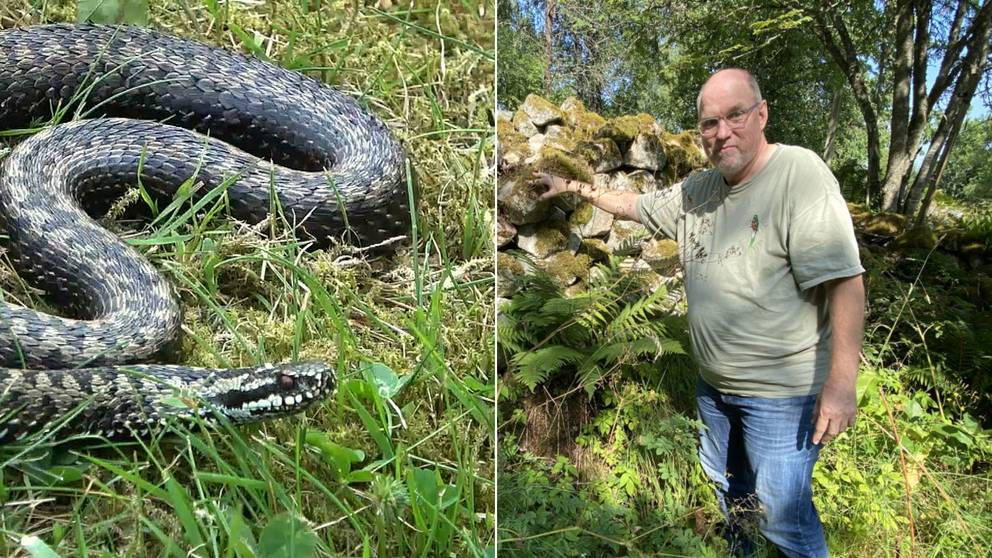 Huggorm i trädgården – ormexperten svarar på vad du får göra | SVT Nyheter
