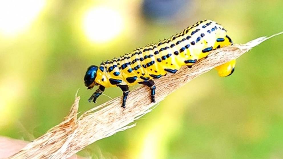 Giftig larv hittad på förskola i Växjö – samma effekt som flugsvamp ...