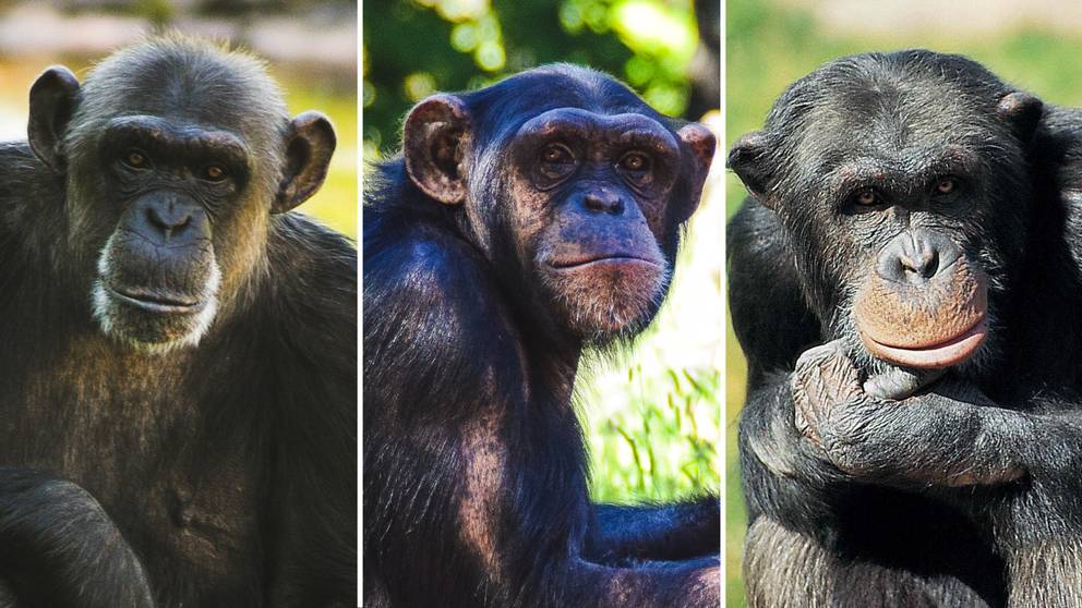 Furuviksparken: Linda och Torsten två av de dödade schimpanserna | SVT ...