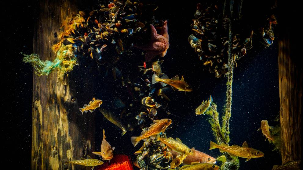 Torsken återhämtar sig i Öresund | SVT Nyheter