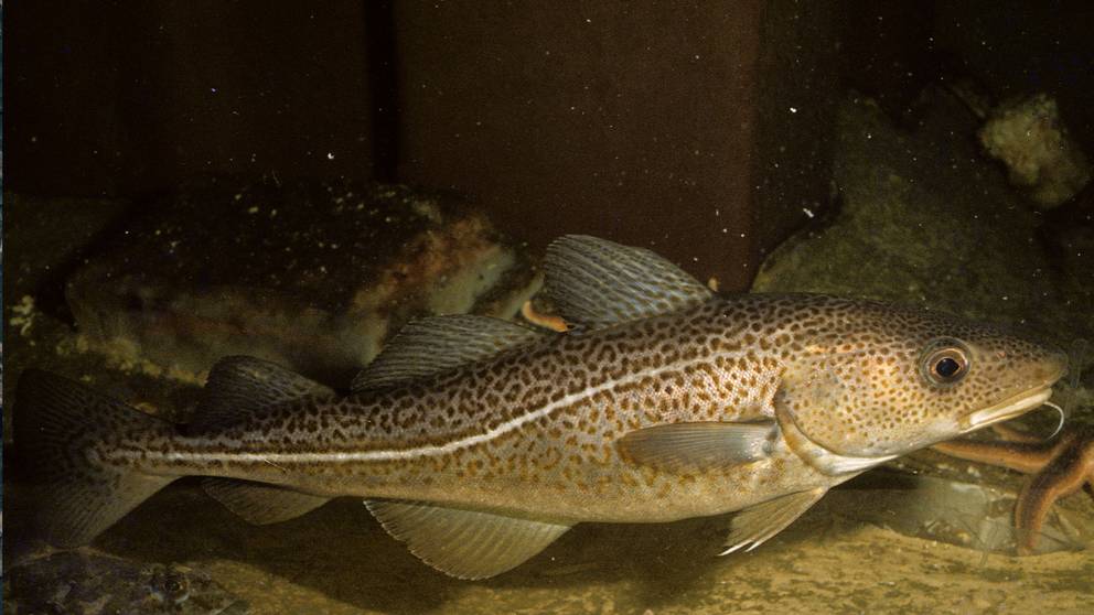 Torsken återhämtar sig i Öresund | SVT Nyheter