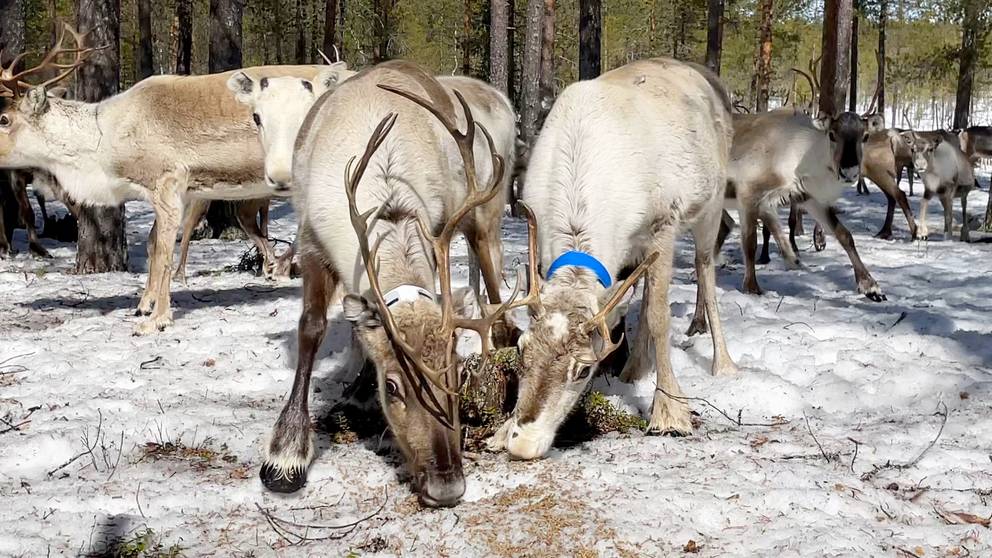 Hon lär samiska barn i Idre och Härjedalen att slöjda – ”Intresset ökar ...