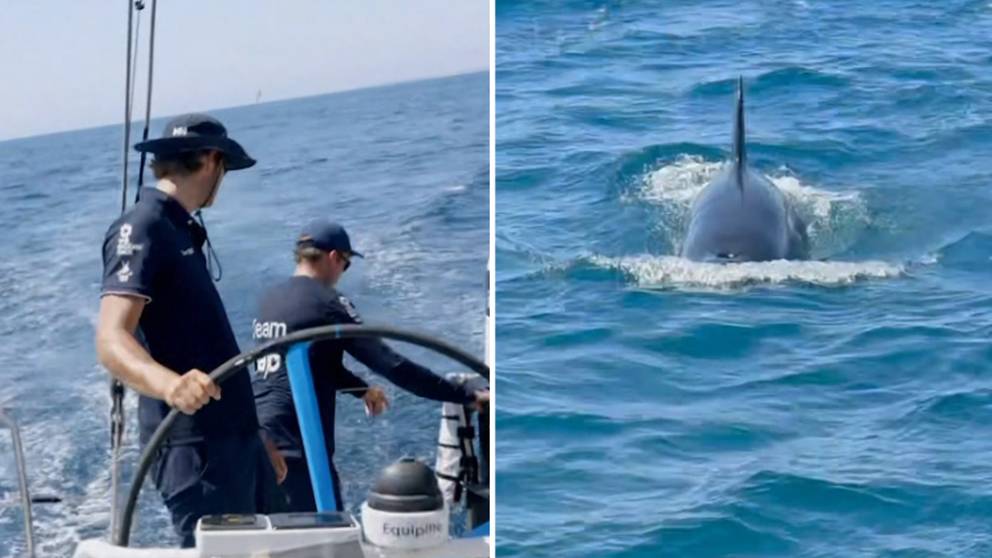 Här går späckhuggare till attack mot båten under Ocean Race | SVT Sport
