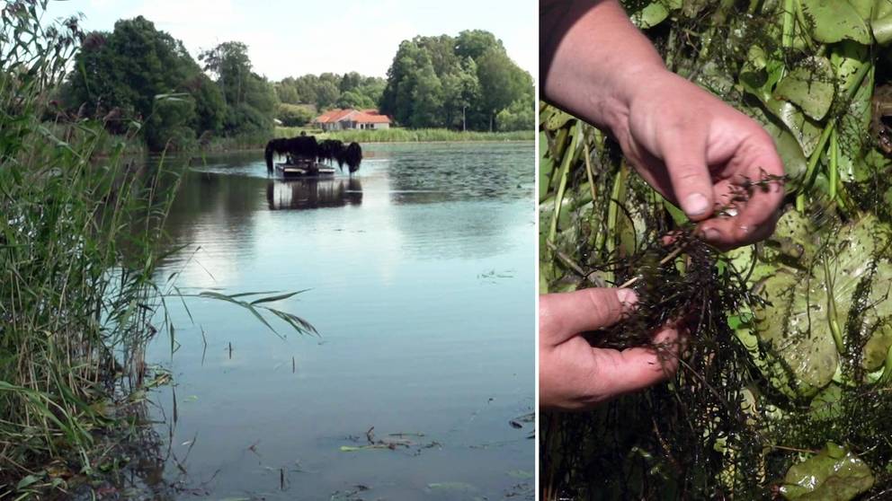 Vattenpest i Karlstad – här bekämpar kommunen den invasiva arten | SVT ...