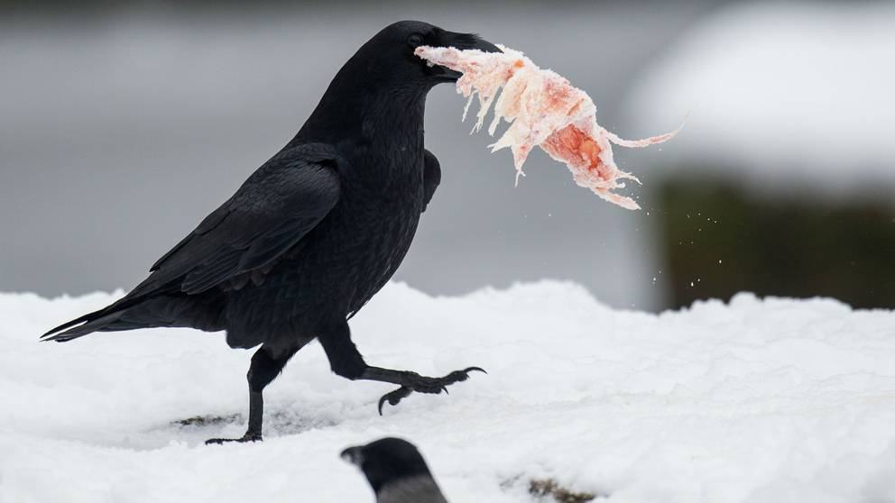 Korpar har inlevelseförmåga | SVT Nyheter