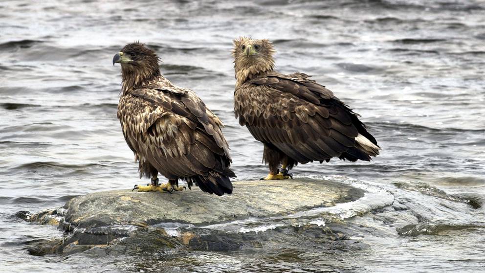 104 örnar observerade i Stockholms län | SVT Nyheter