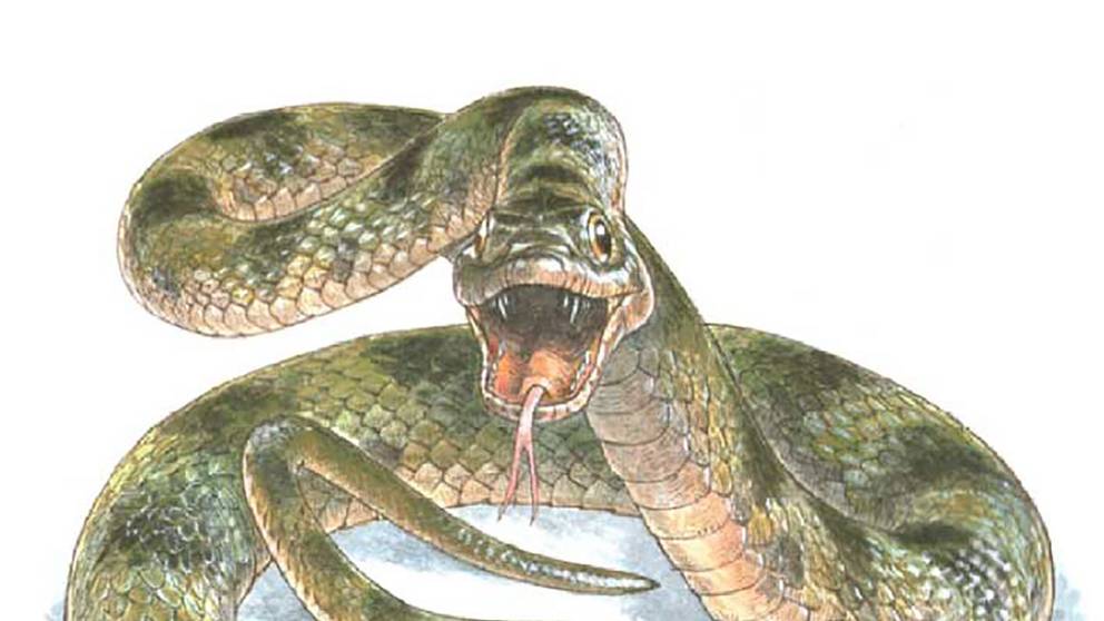 Stendöd orm visar sina rätta färger | SVT Nyheter