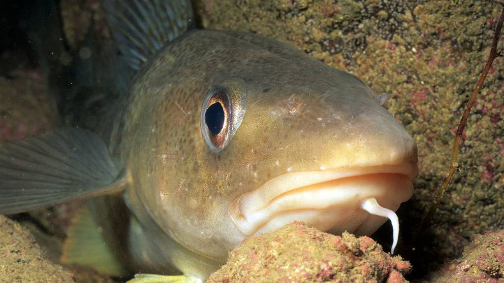 Torsk och gädda minskar i Östersjön – forskare slår larm | SVT Nyheter