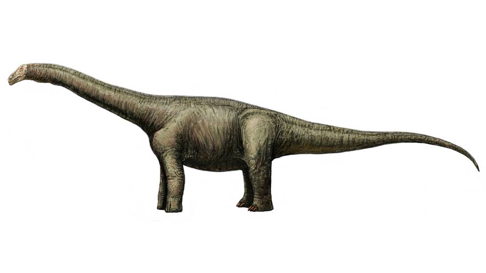 Världens största dinosaurie återuppbyggd | SVT Nyheter